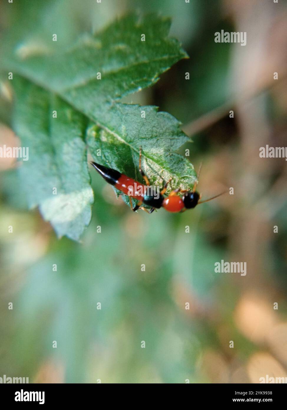 Whiplash Beetles (Paederus Stock Photo - Alamy
