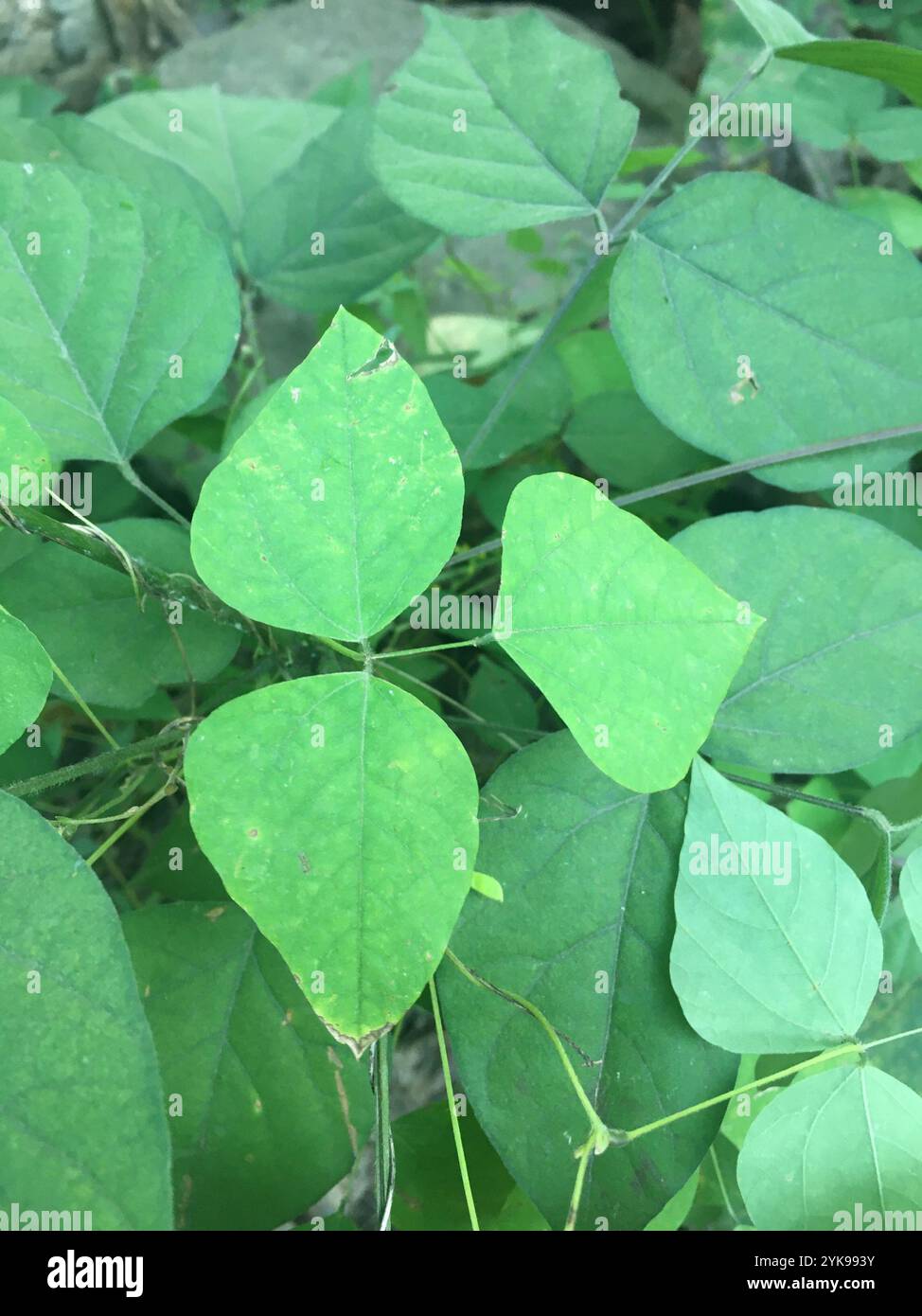 American hog-peanut (Amphicarpaea bracteata Stock Photo - Alamy