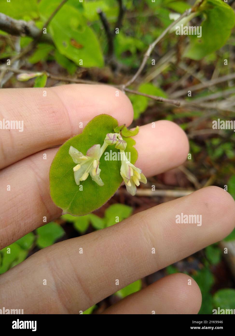 American fly-honeysuckle (Lonicera canadensis Stock Photo - Alamy