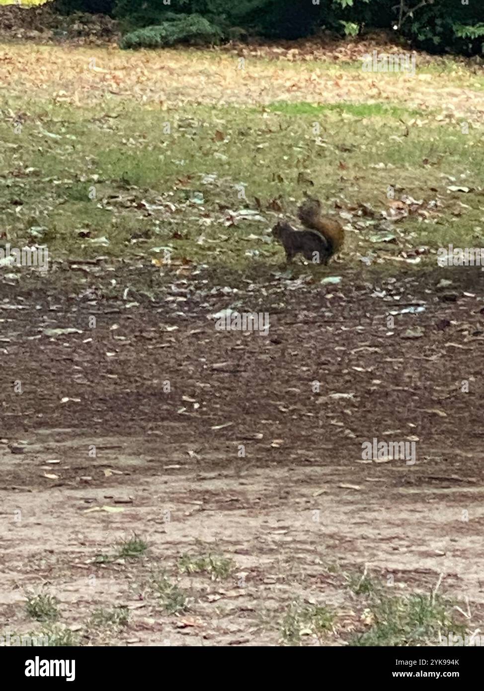 Tree Squirrels (Sciurus Stock Photo - Alamy