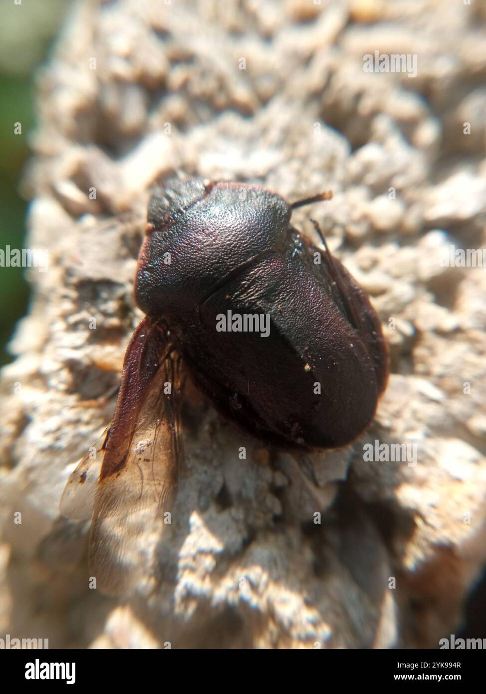 southern broad-bellied bug (Eurygaster austriaca Stock Photo - Alamy