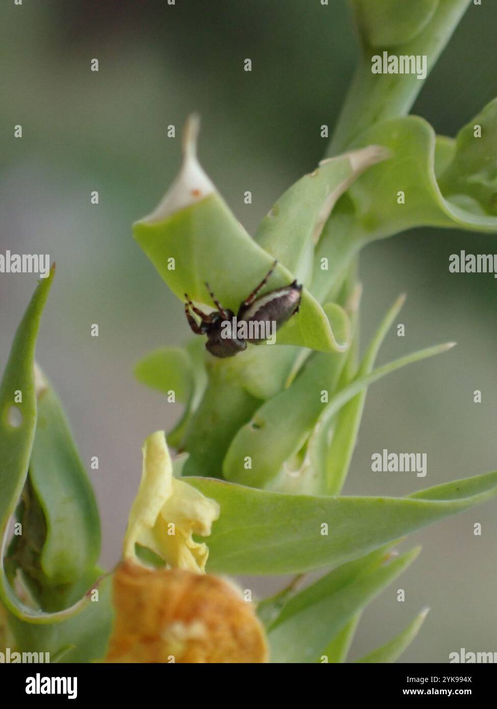 Leaf-beetle Jumping Spiders (Sassacus Stock Photo - Alamy