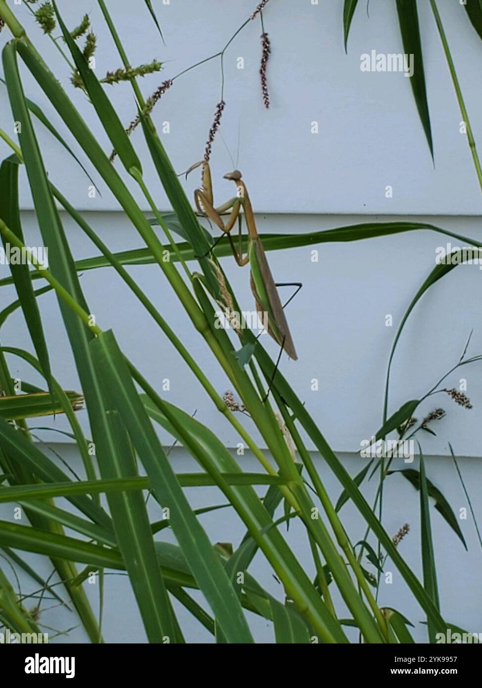 Chinese Mantis (Tenodera sinensis Stock Photo - Alamy
