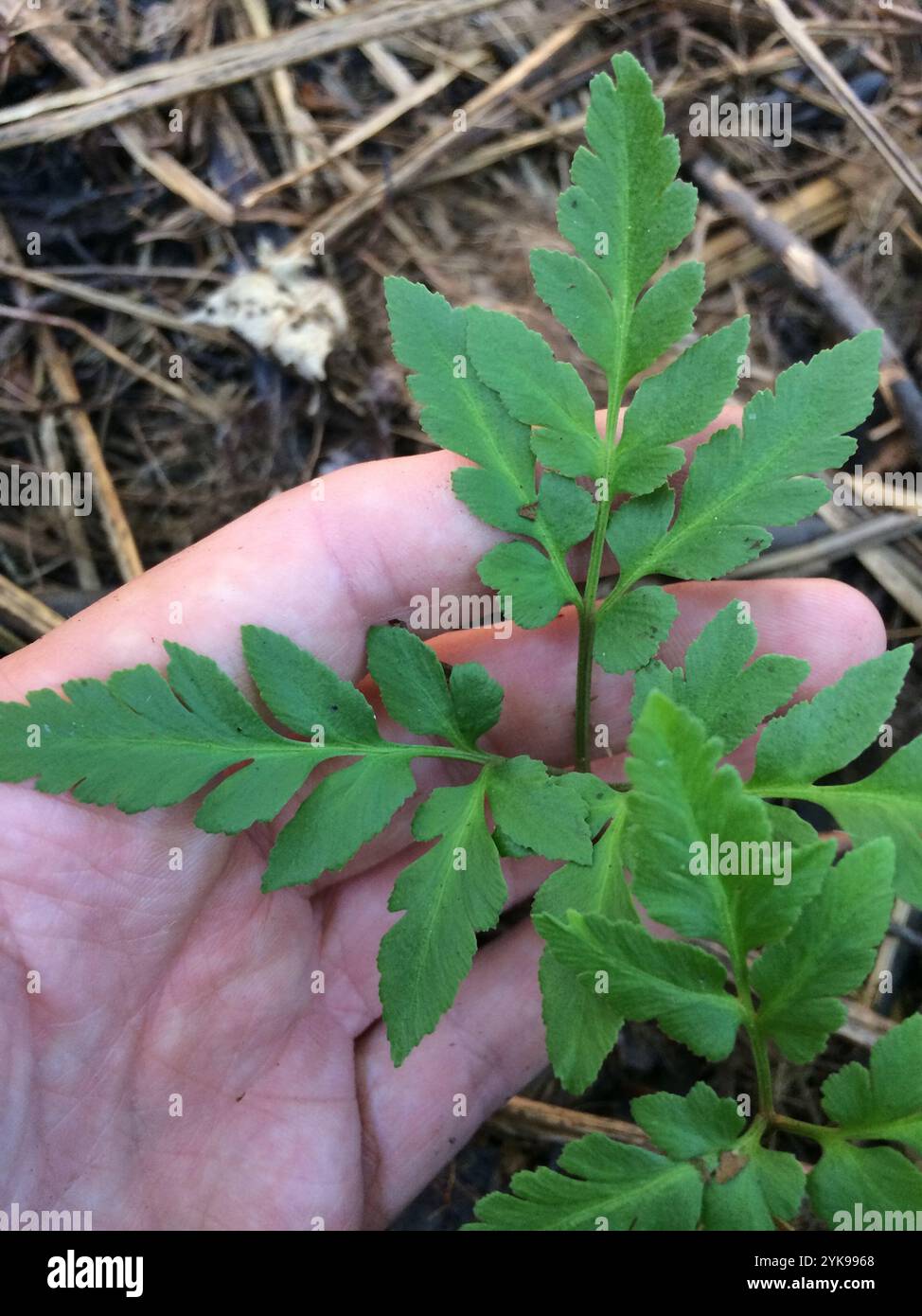 Cutleaf Grapefern (Sceptridium dissectum Stock Photo - Alamy