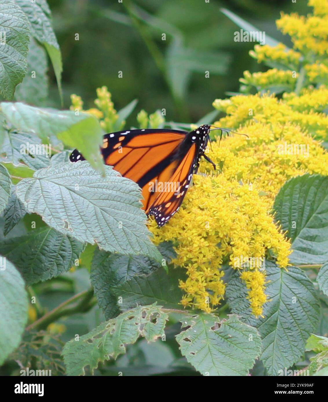 Monarch (Danaus plexippus Stock Photo - Alamy
