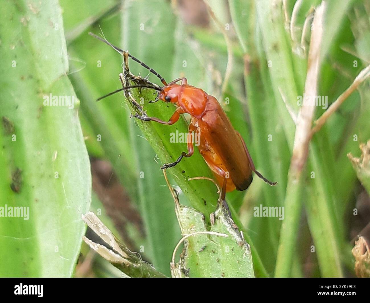 Common Red Soldier Beetle (Rhagonycha fulva Stock Photo - Alamy