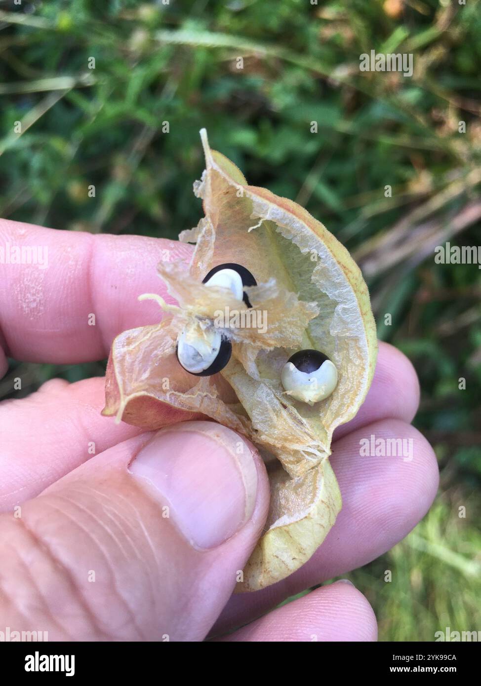 Lesser Balloon Vine (Cardiospermum halicacabum Stock Photo - Alamy