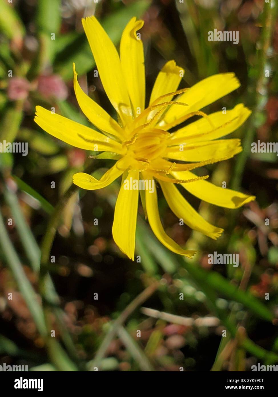 northern microseris (Microseris borealis Stock Photo - Alamy