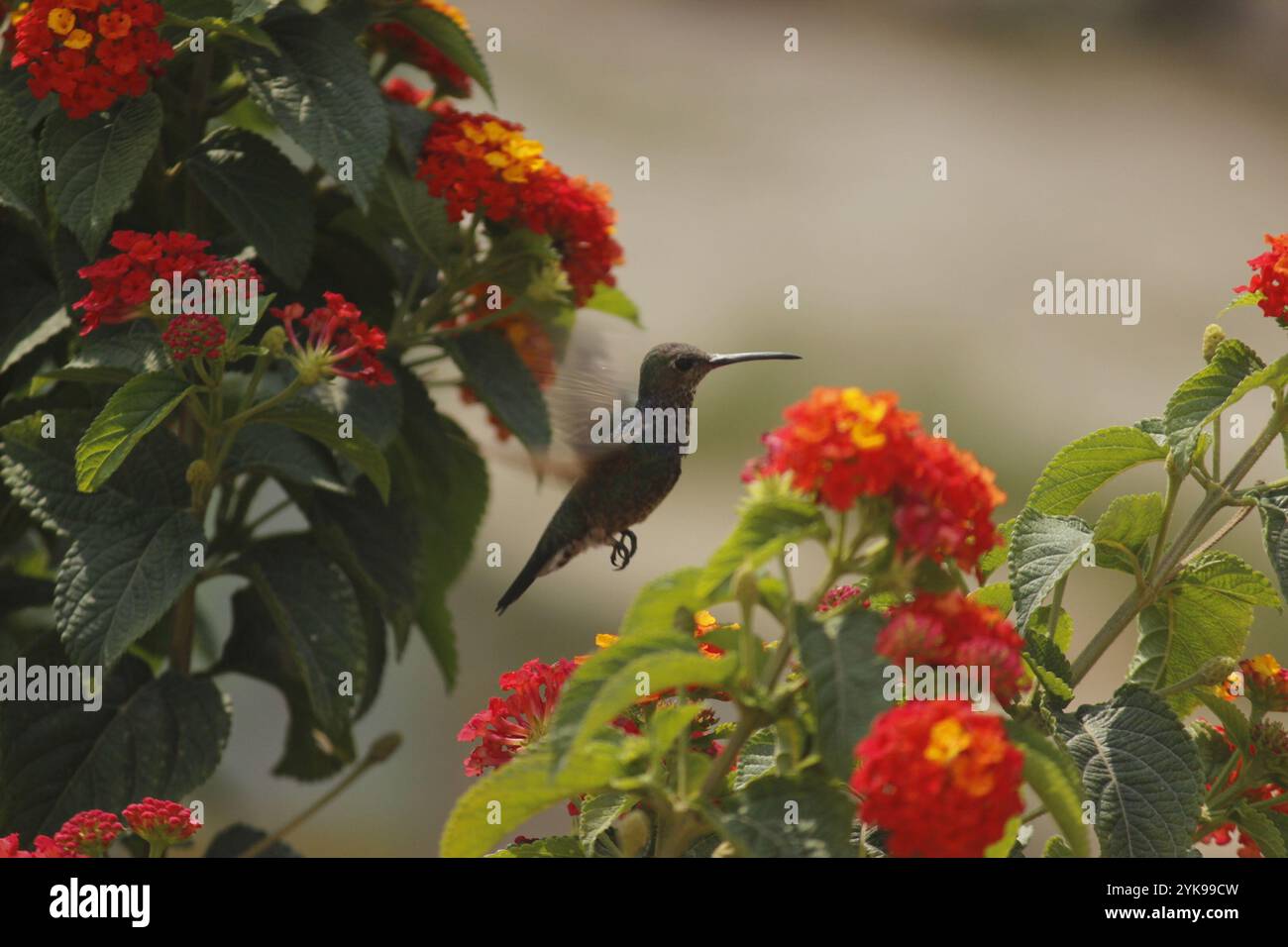 Sapphire-spangled Emerald (Chionomesa lactea Stock Photo - Alamy
