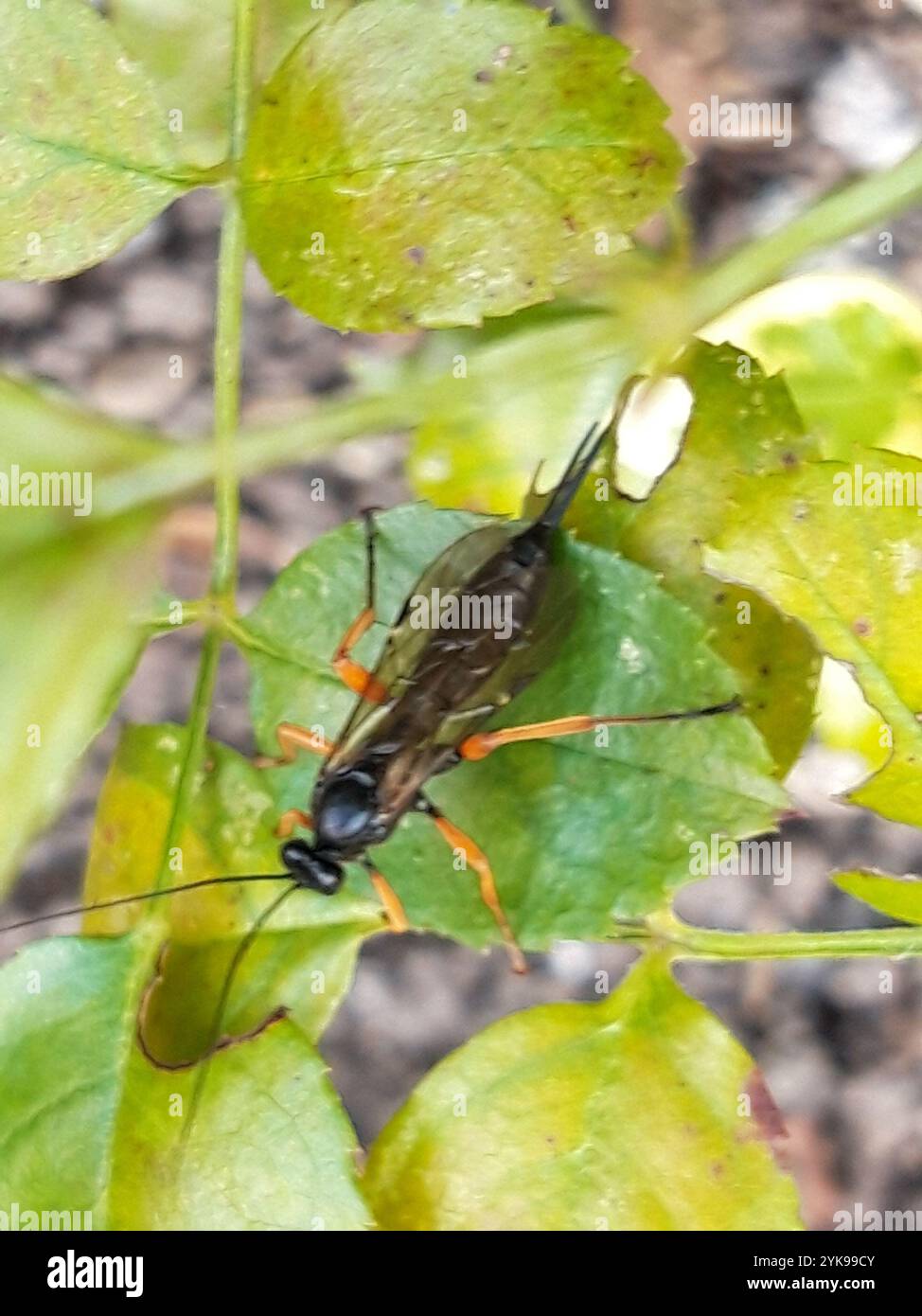 Black Slip Wasp (Pimpla rufipes Stock Photo - Alamy
