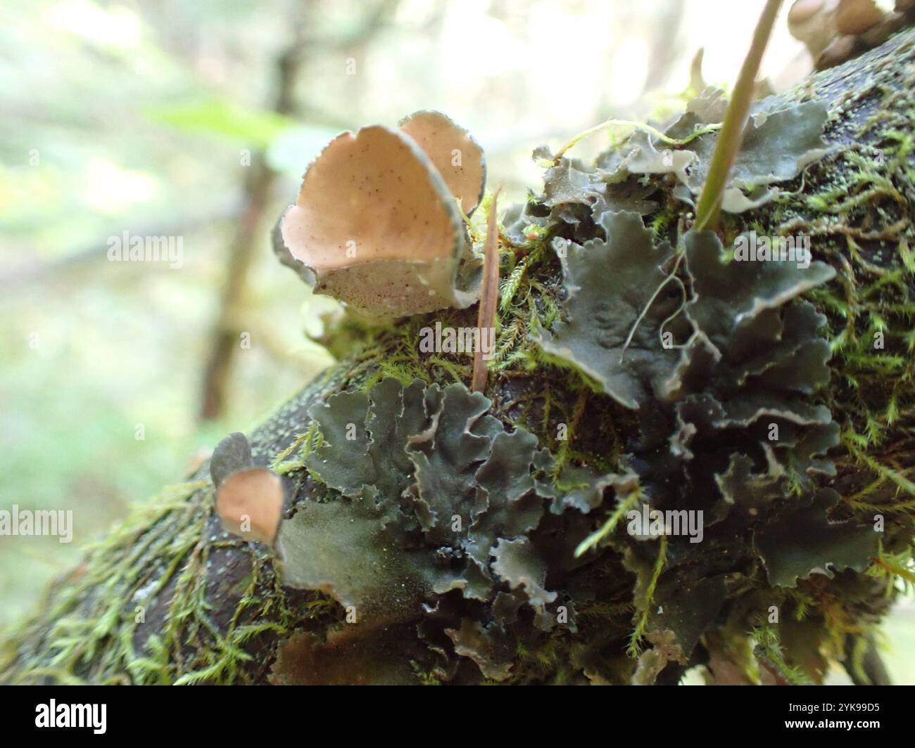 Nephroma hi-res stock photography and images - Alamy