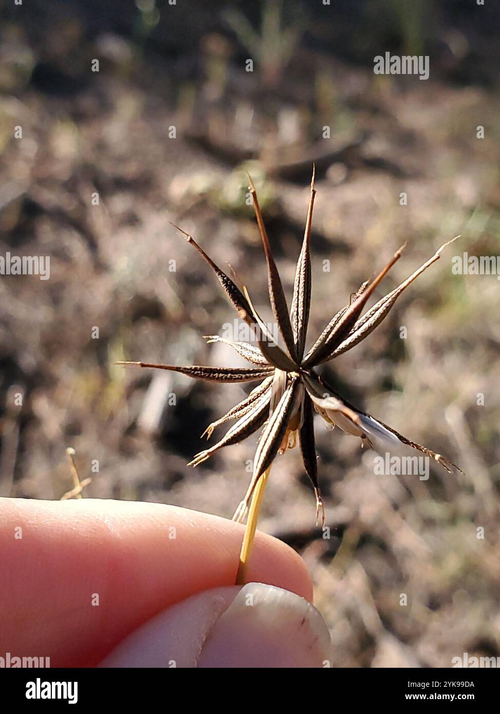 southwestern cosmos (Cosmos parviflorus Stock Photo - Alamy