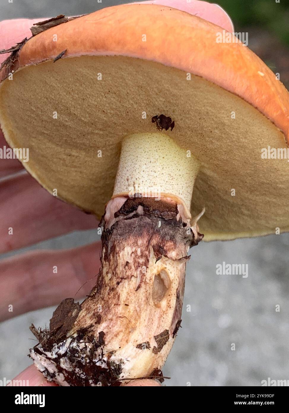 Purple-veiled Slippery Jack (Suillus luteus Stock Photo - Alamy