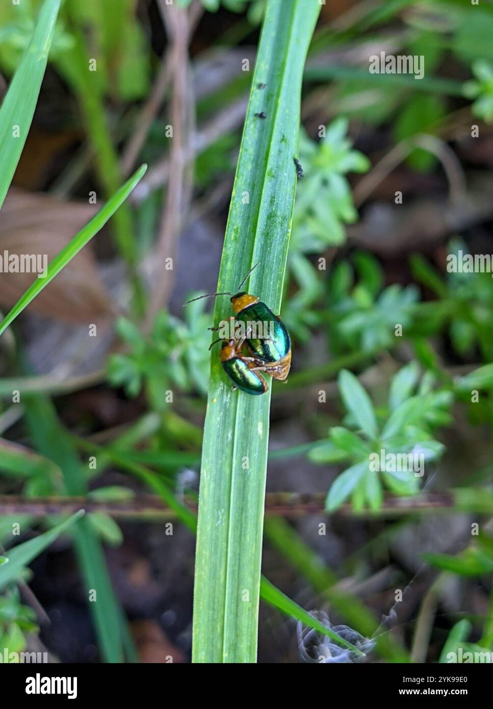 Halensis hi-res stock photography and images - Alamy