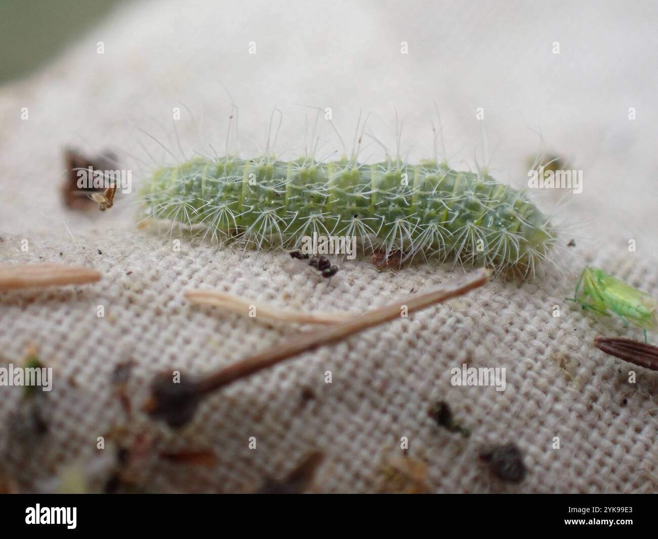 Plume Moths (Pterophoridae Stock Photo - Alamy