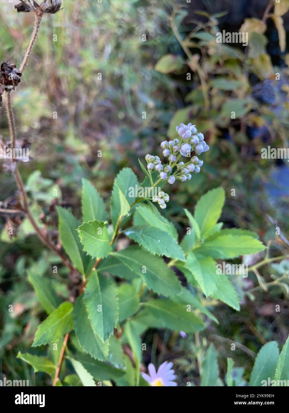 white meadowsweet (Spiraea alba Stock Photo - Alamy