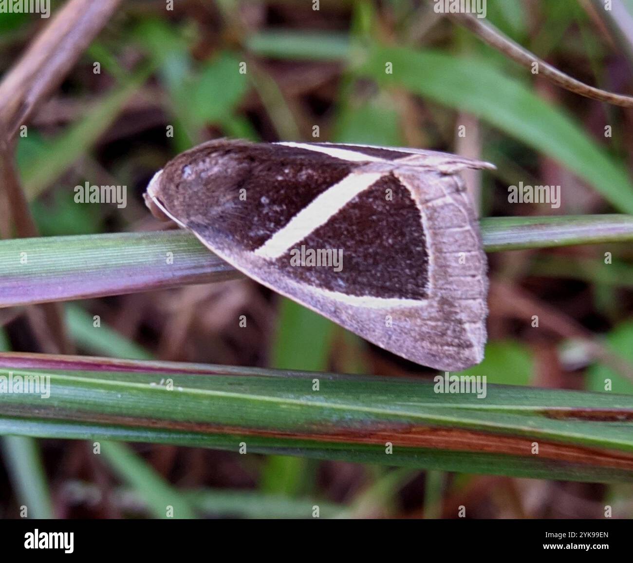 Triangular-striped moth (Chalciope mygdon Stock Photo - Alamy
