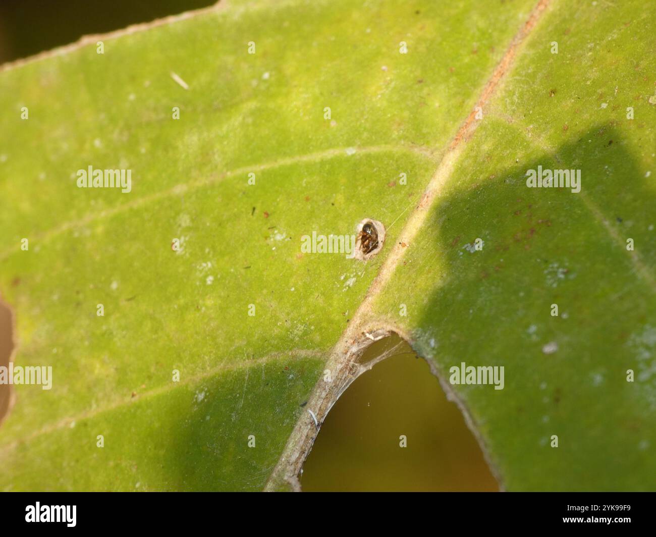 Beetle crab spiders (Mystaria Stock Photo - Alamy