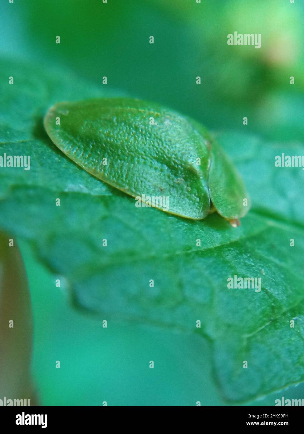 Green Tortoise Beetle (Cassida viridis Stock Photo - Alamy