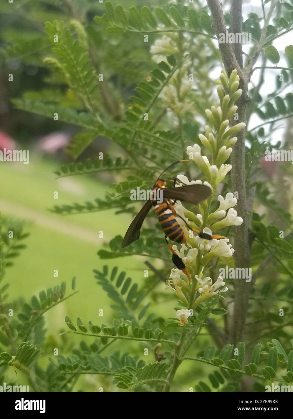 Texas Wasp Moth (Horama panthalon Stock Photo - Alamy