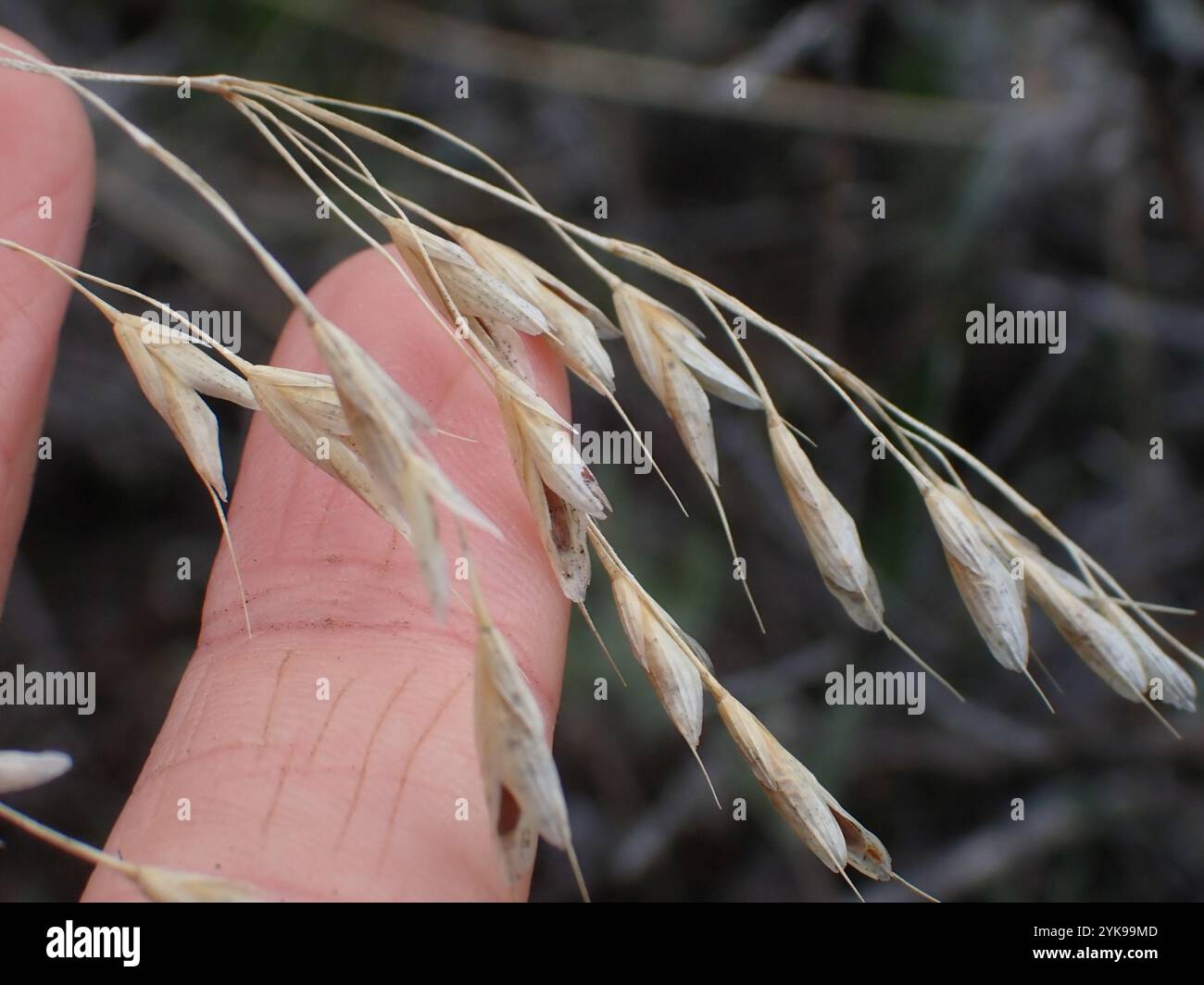 Japanese brome (Bromus japonicus Stock Photo - Alamy