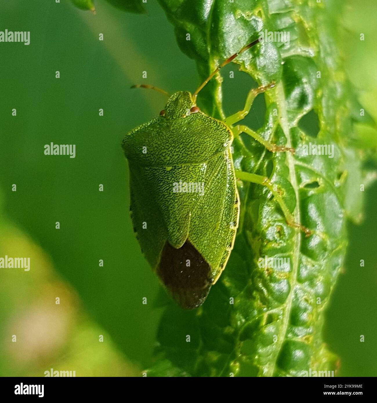 Green Shield Bug (Palomena prasina Stock Photo - Alamy