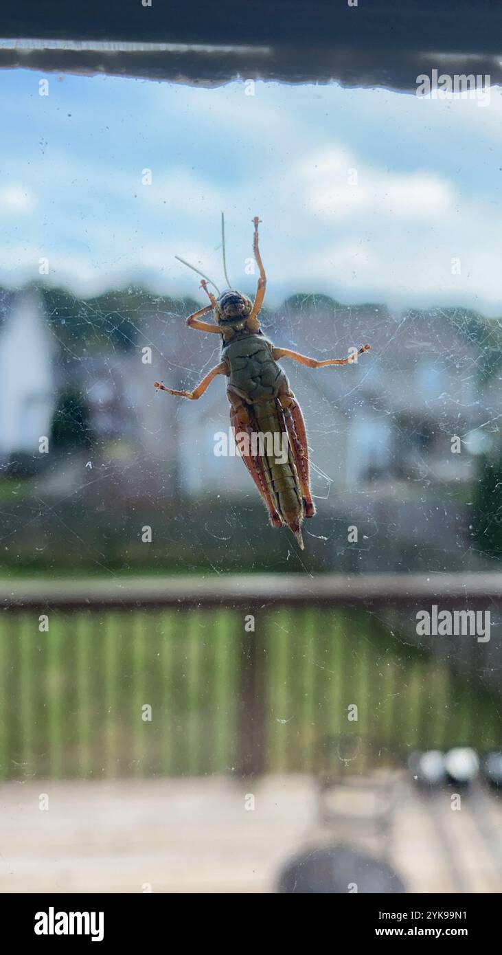 Spur-throated Grasshoppers (Melanoplinae Stock Photo - Alamy