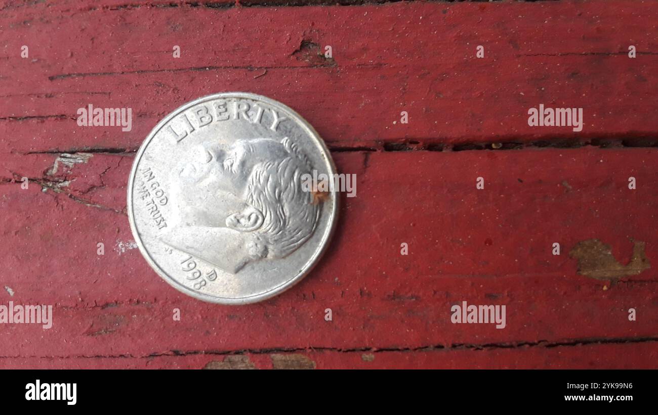 American Dog Tick (Dermacentor variabilis Stock Photo - Alamy