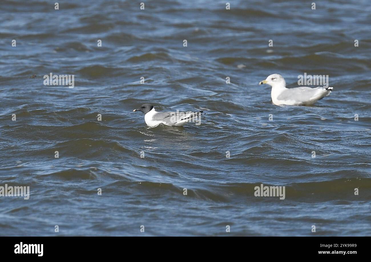 Sabine's Gull (Xema sabini Stock Photo - Alamy