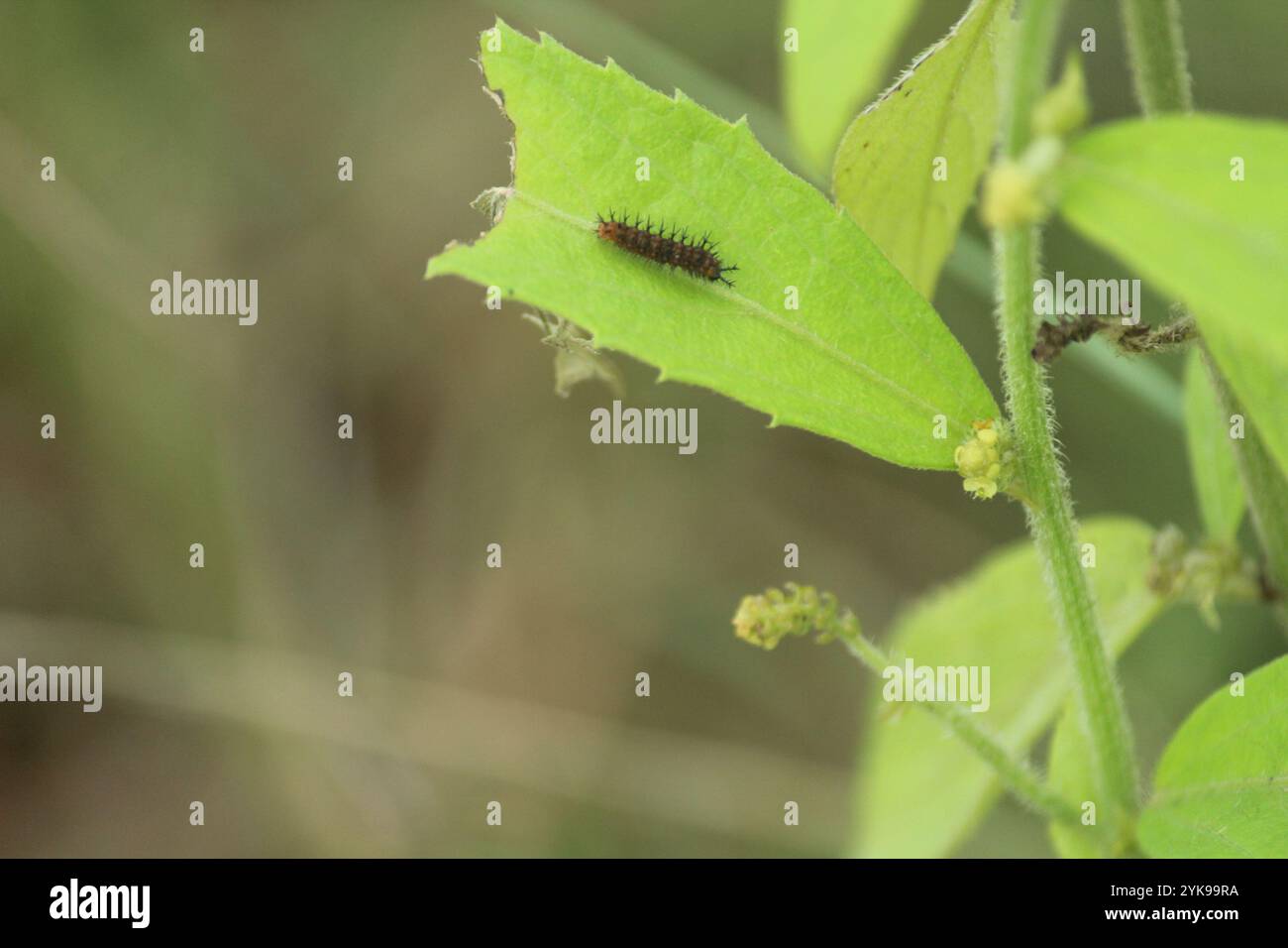 Angled Castor (Ariadne ariadne Stock Photo - Alamy