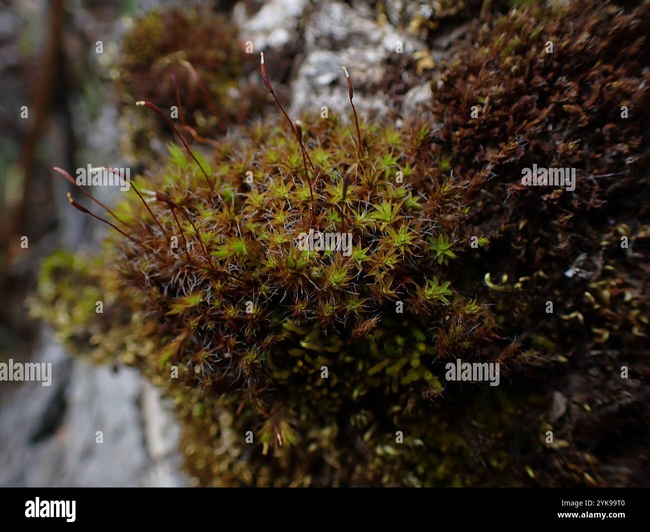 Star Moss (Syntrichia ruralis Stock Photo - Alamy