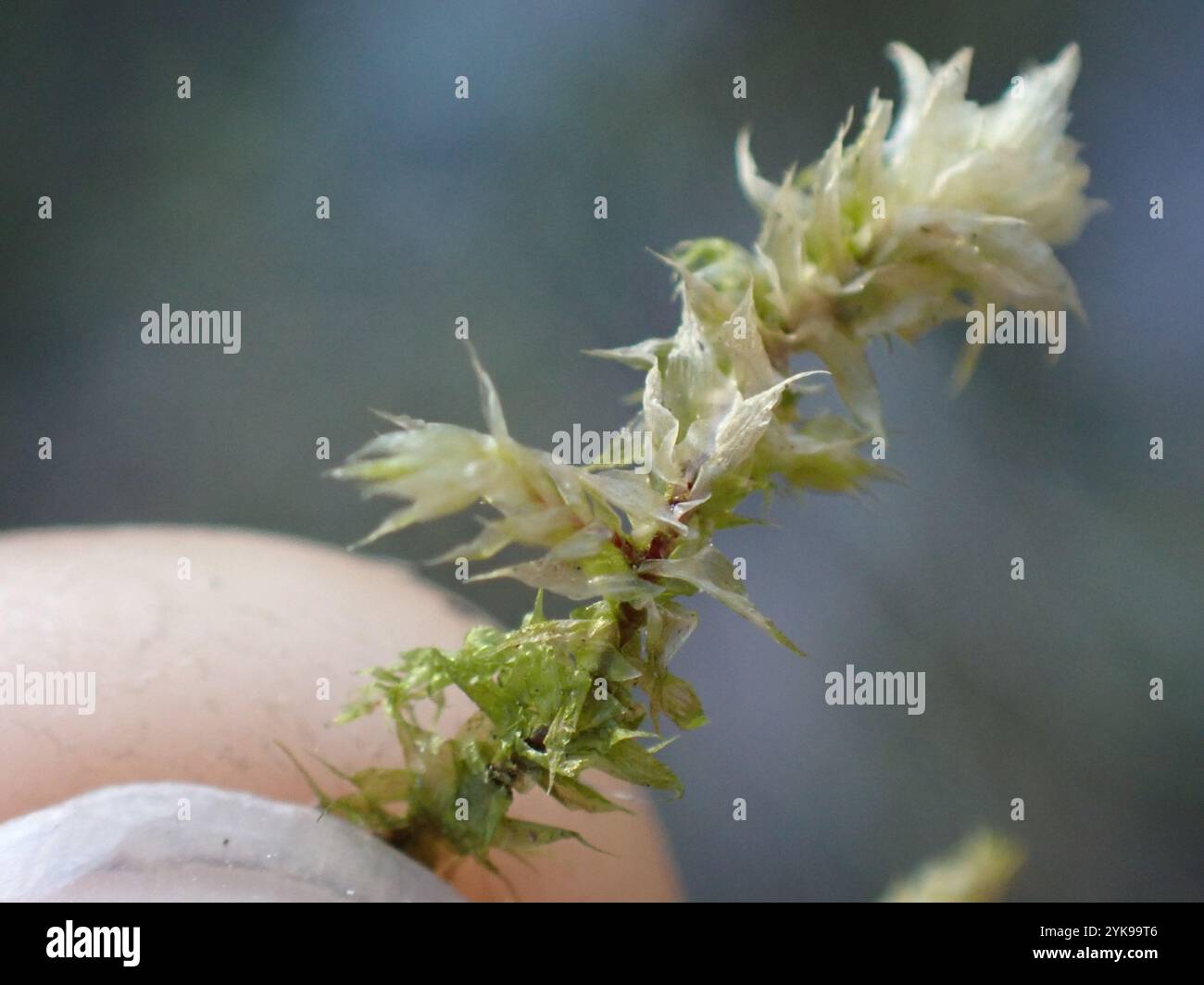 rough goose neck moss (Hylocomiadelphus triquetrus Stock Photo - Alamy