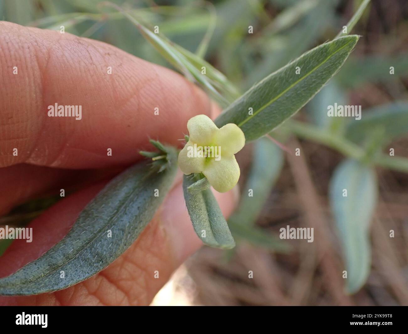western stoneseed (Lithospermum ruderale Stock Photo - Alamy