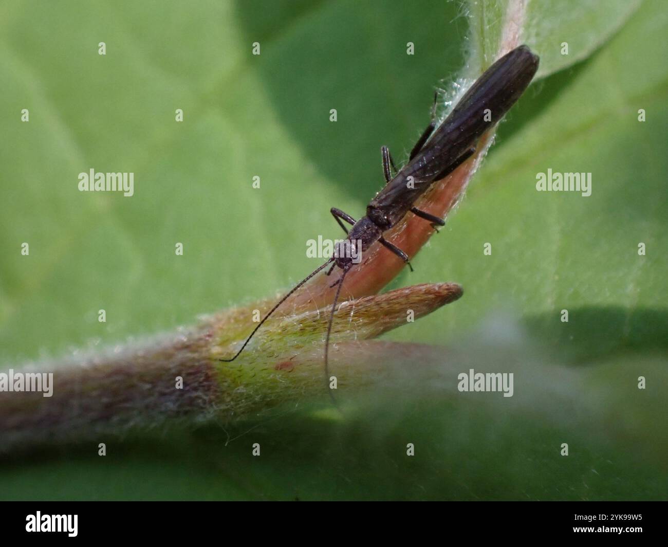 Rolled-winged Stoneflies (Leuctridae Stock Photo - Alamy