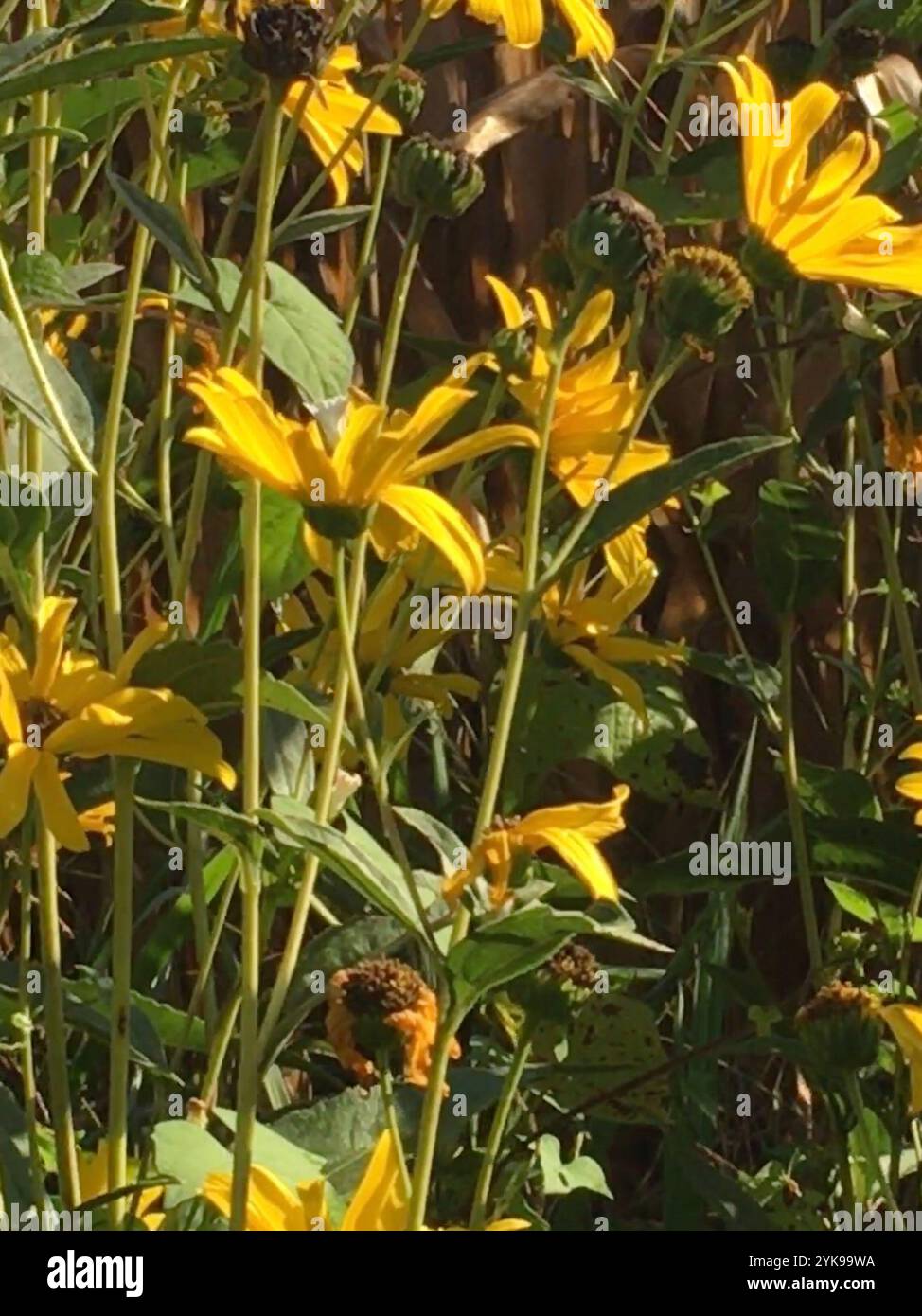 Helianthus laetiflorus hi-res stock photography and images - Alamy