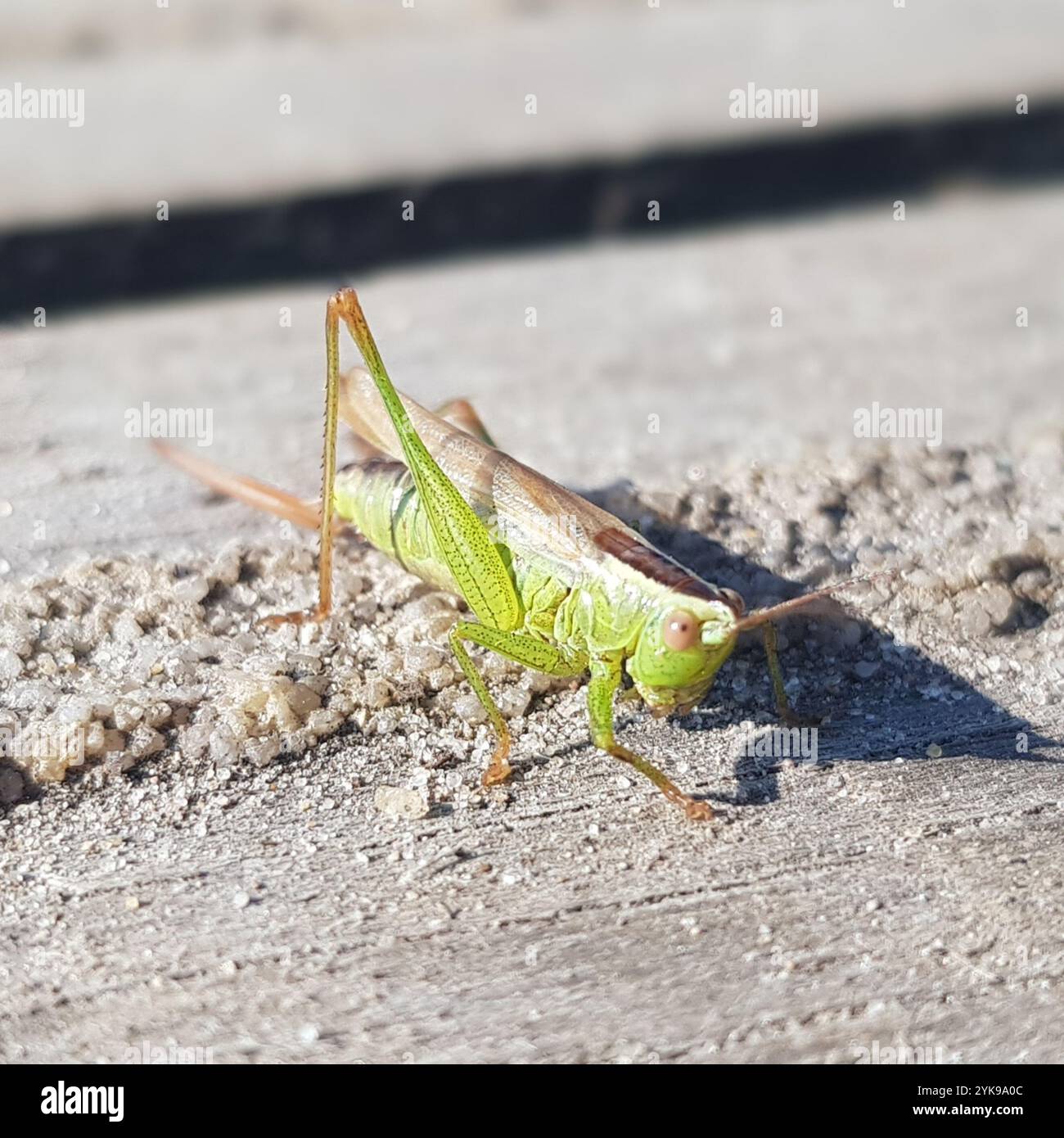 Long-winged Conehead (Conocephalus fuscus Stock Photo - Alamy