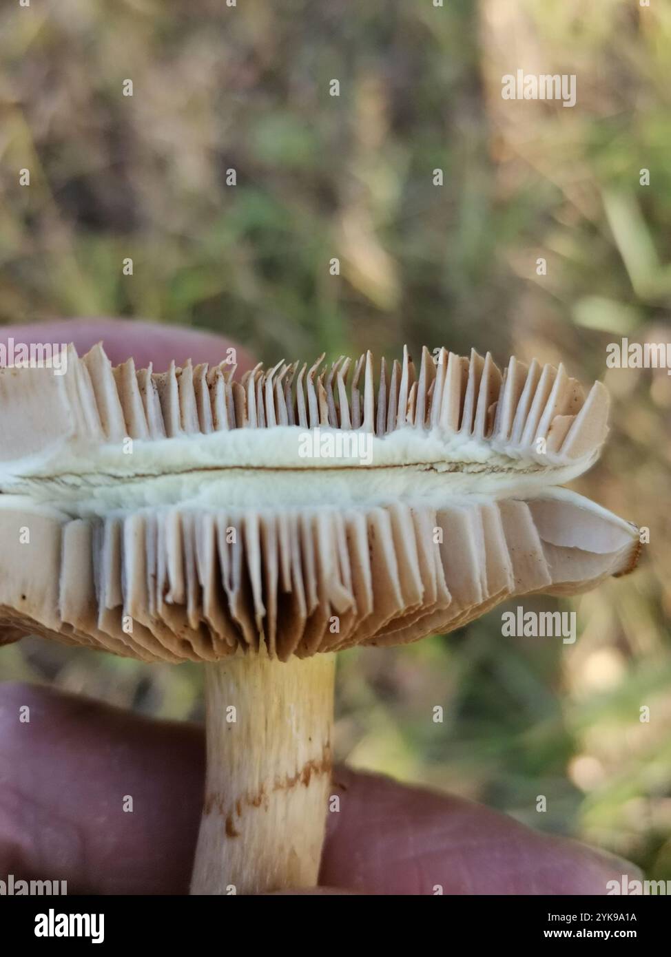 red-banded webcap (Cortinarius armillatus Stock Photo - Alamy