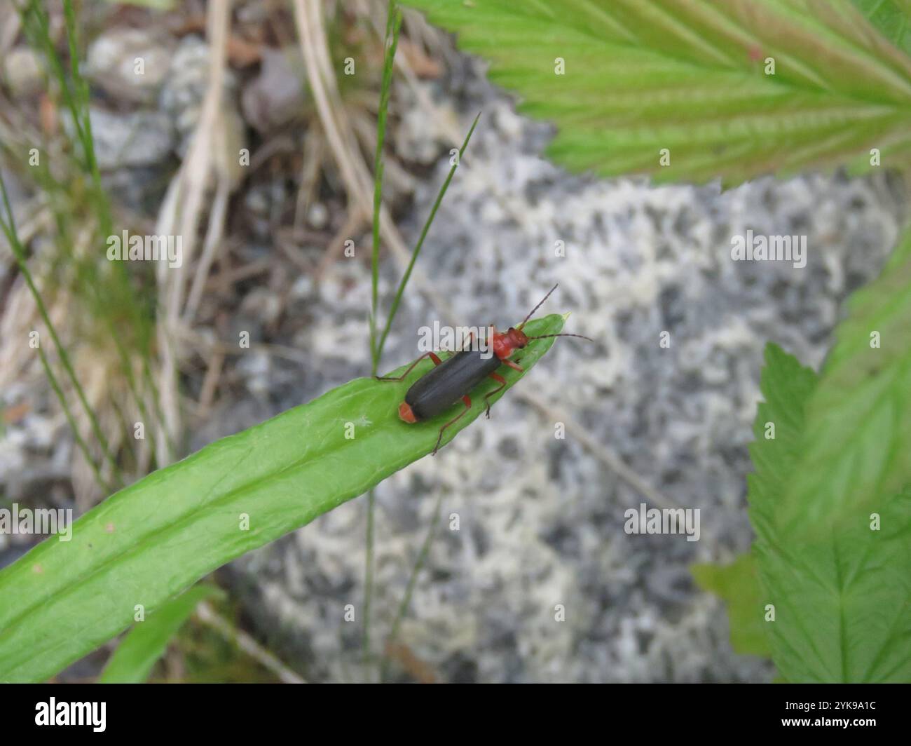 Downy Leather-winged Beetle (Podabrus pruinosus Stock Photo - Alamy