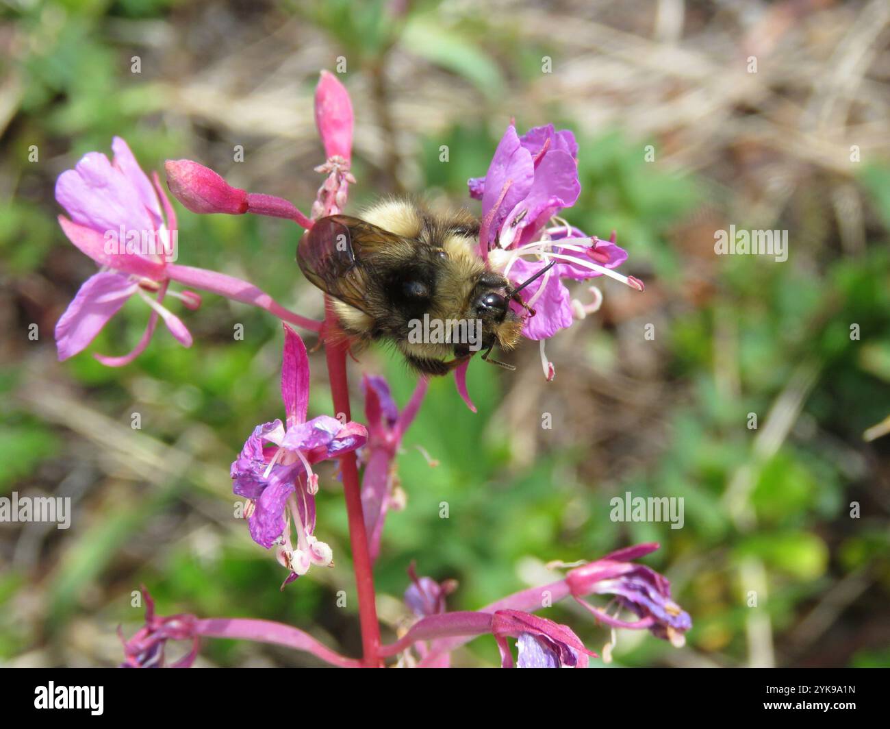 Sitka Bumble Bee (Bombus sitkensis Stock Photo - Alamy