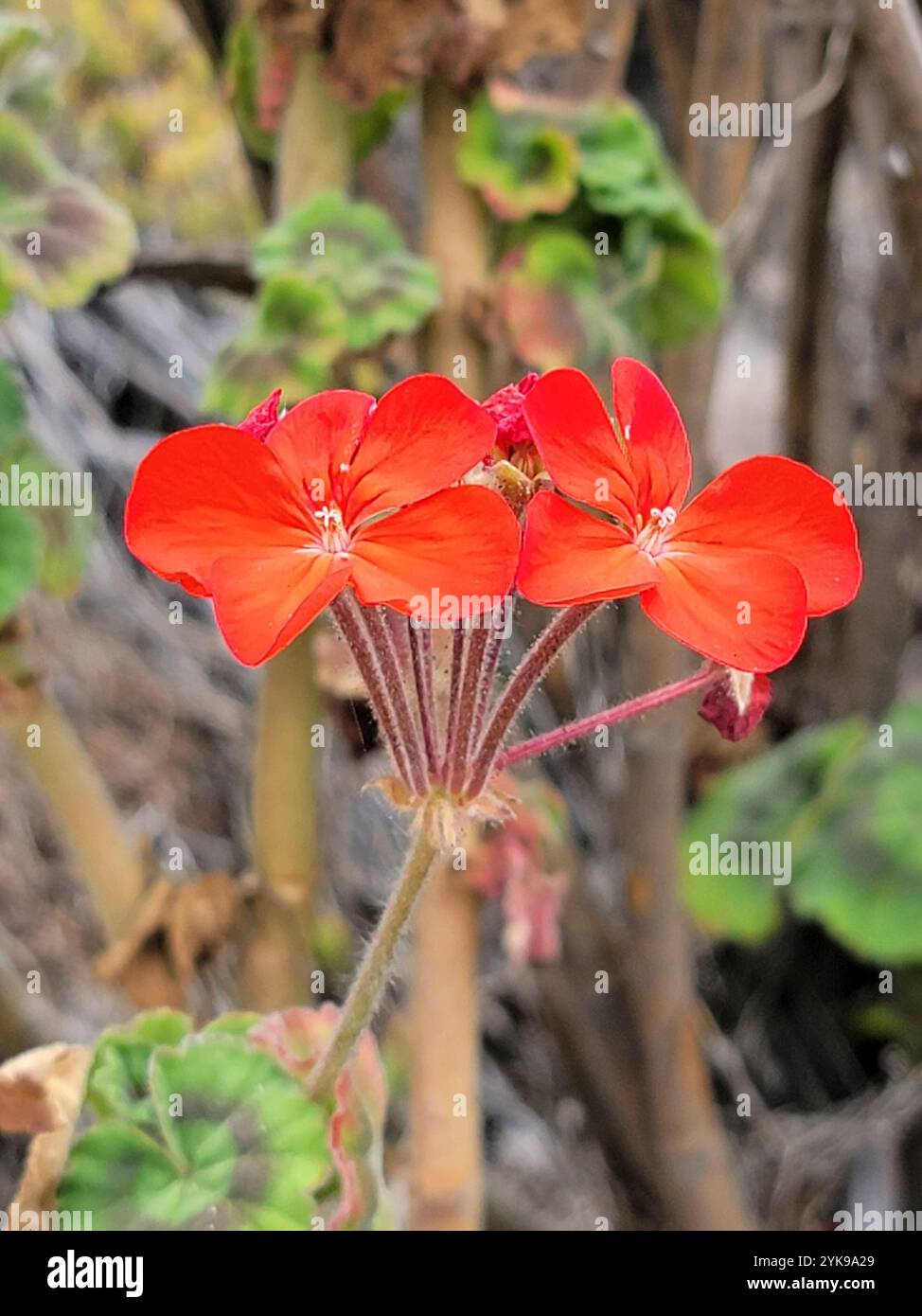 garden geranium (Pelargonium × hybridum Stock Photo - Alamy