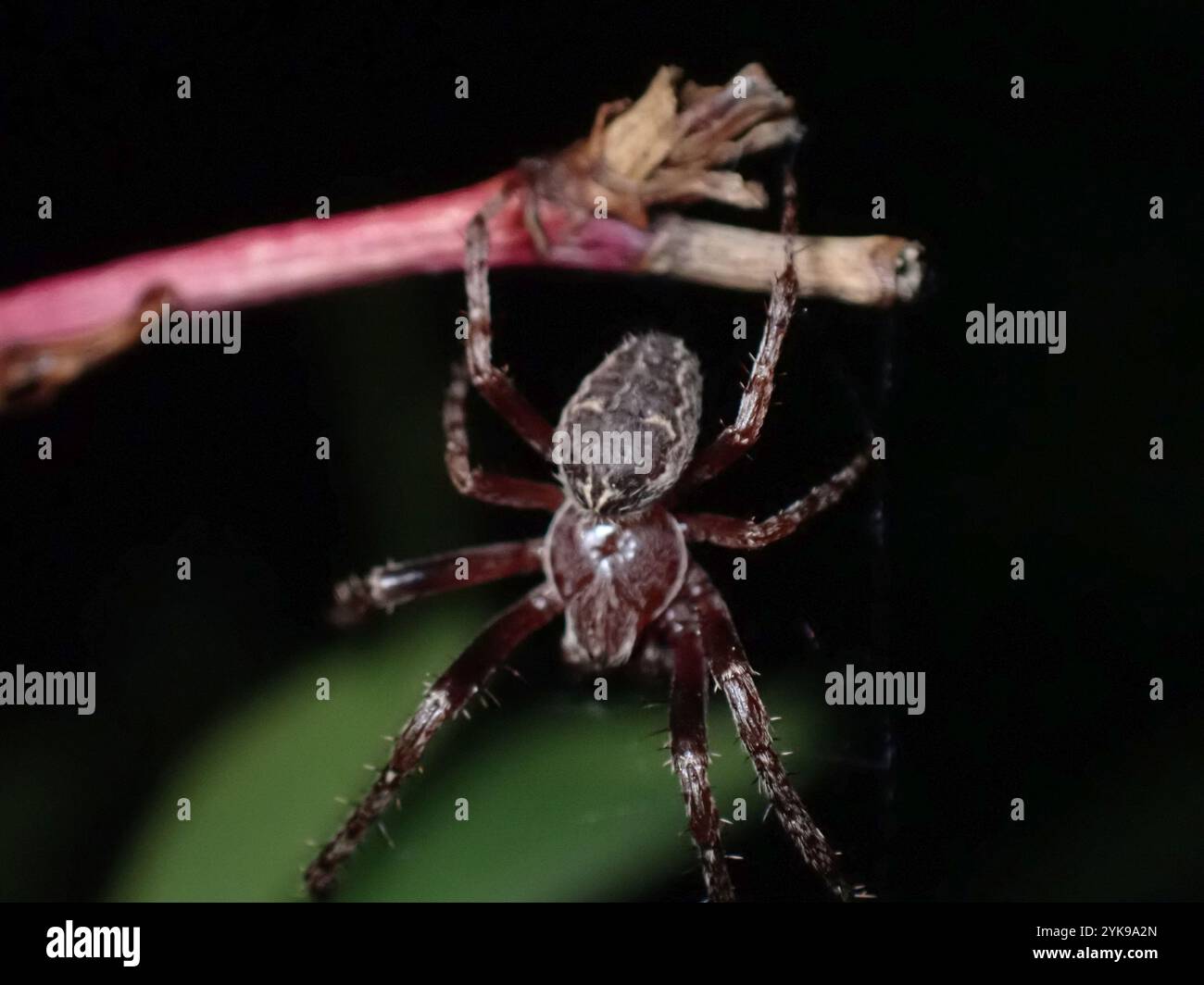 Furrow Spiders (Larinioides Stock Photo - Alamy