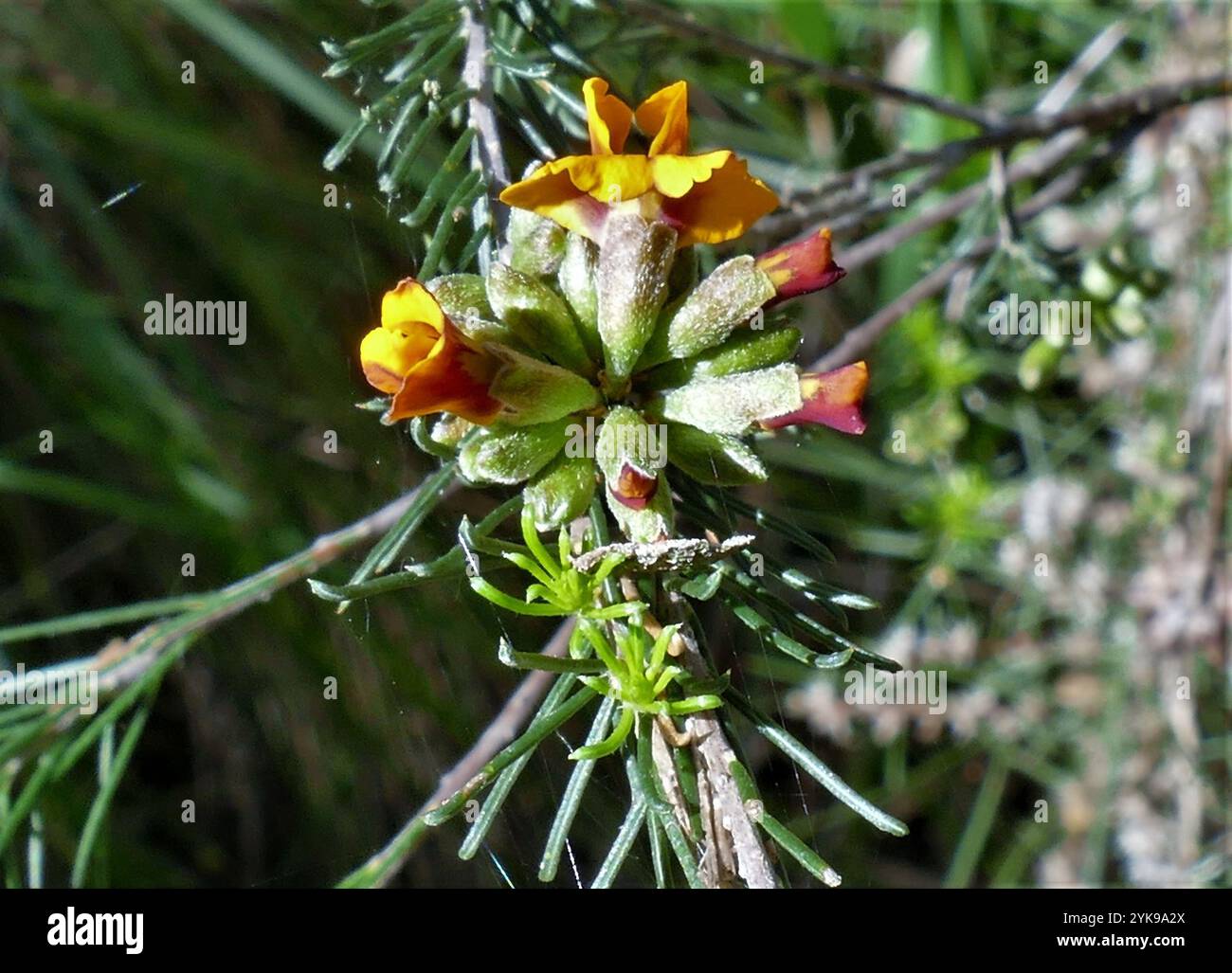 grey parrot pea (Dillwynia cinerascens Stock Photo - Alamy