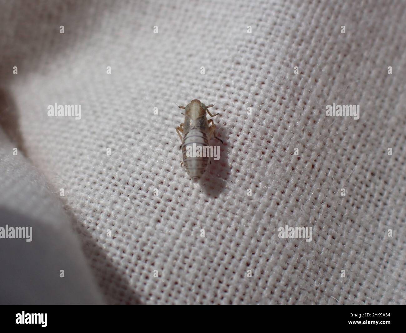 True Hoppers (Auchenorrhyncha Stock Photo - Alamy