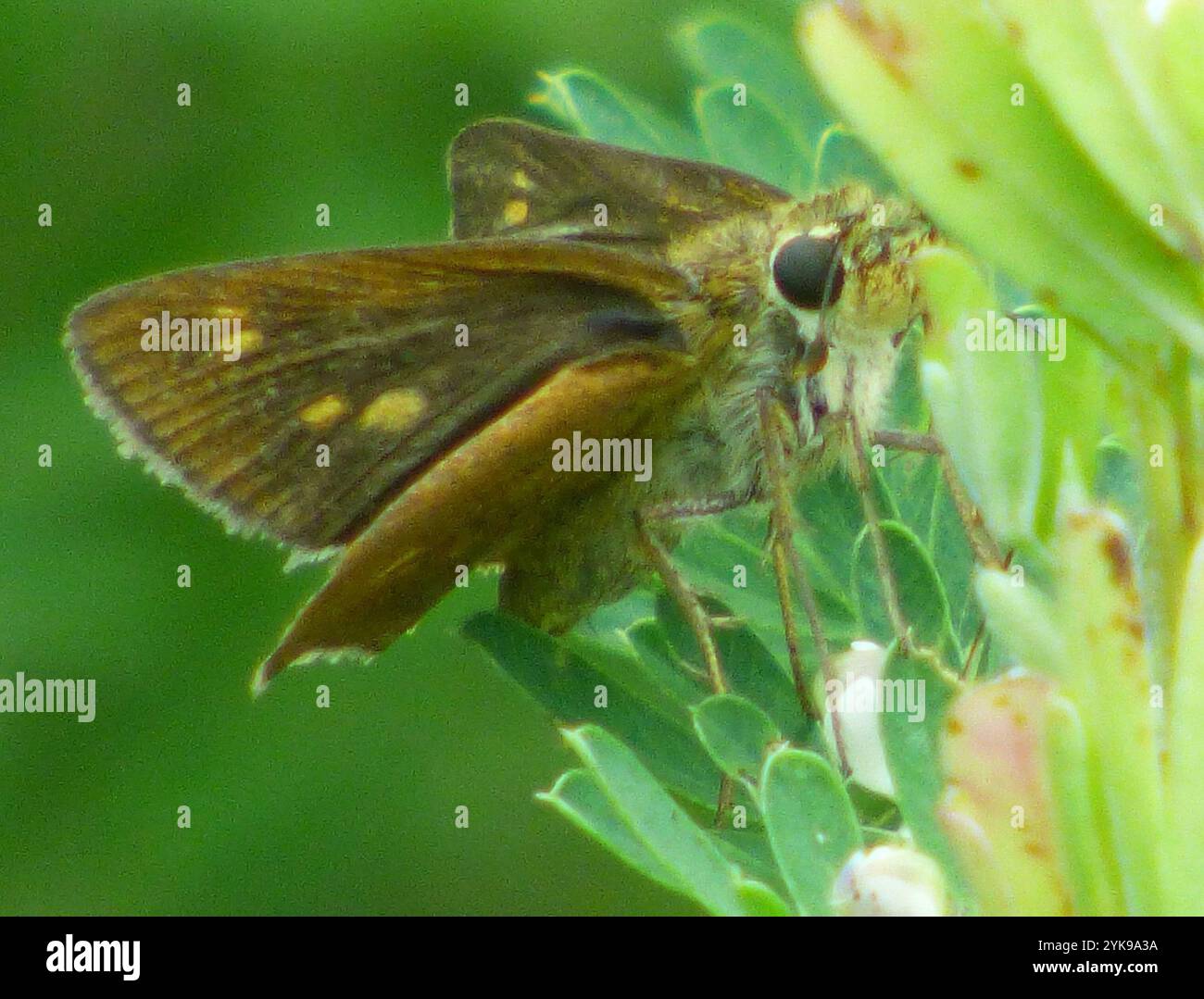 Polites egeremet hi-res stock photography and images - Alamy