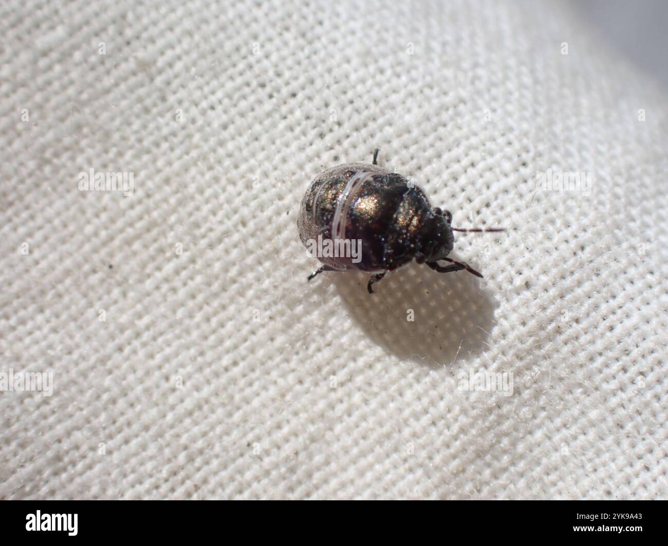 Stink Bugs, Shield Bugs, and Allies (Pentatomoidea Stock Photo - Alamy