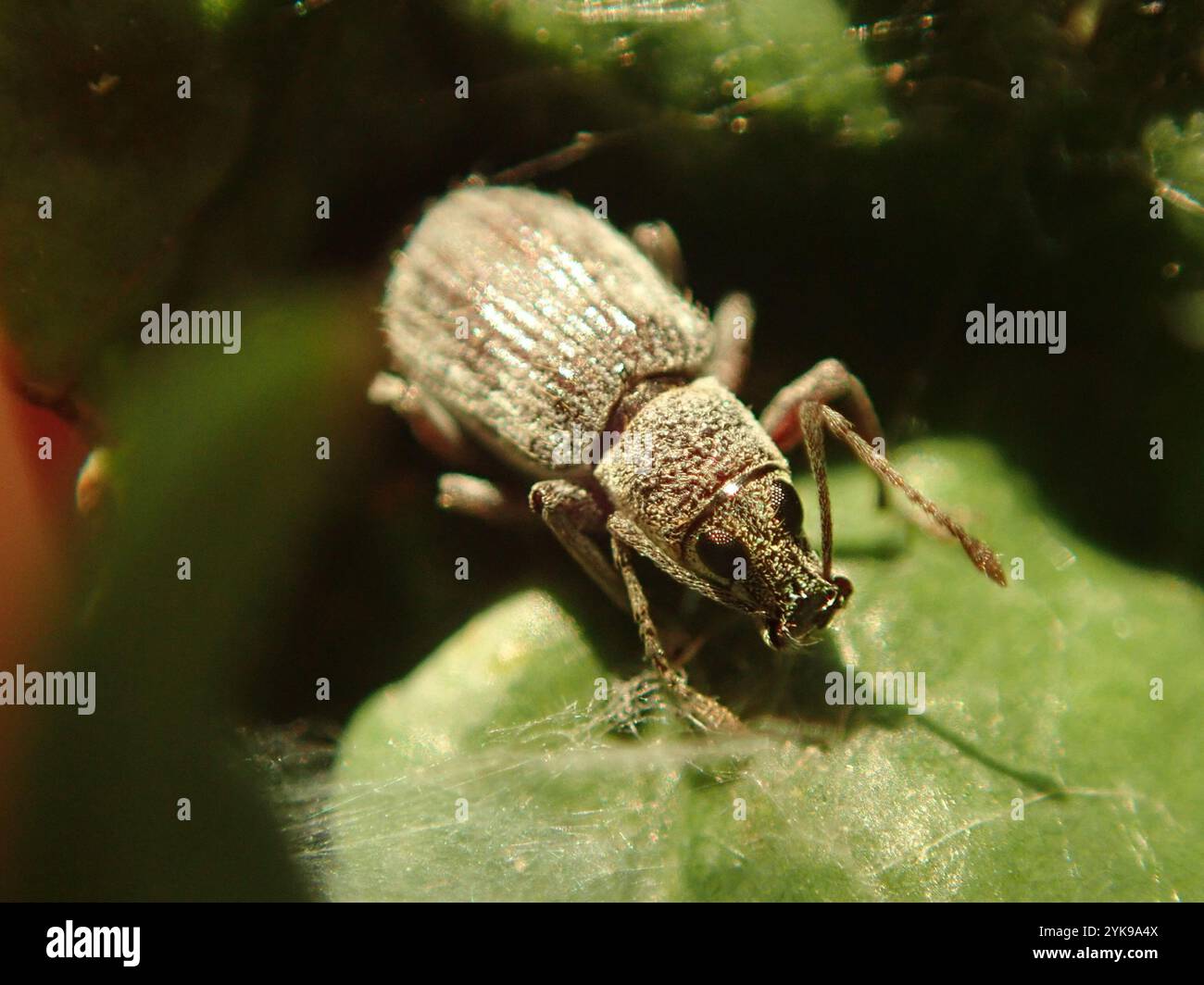 Asian oak weevil hi-res stock photography and images - Alamy