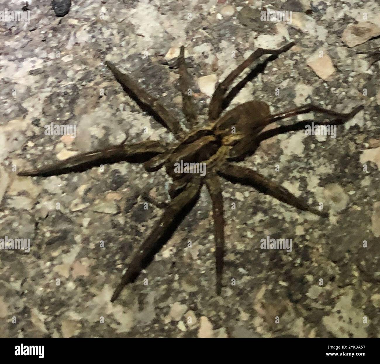 Radiated Wolf Spider (Hogna radiata Stock Photo - Alamy
