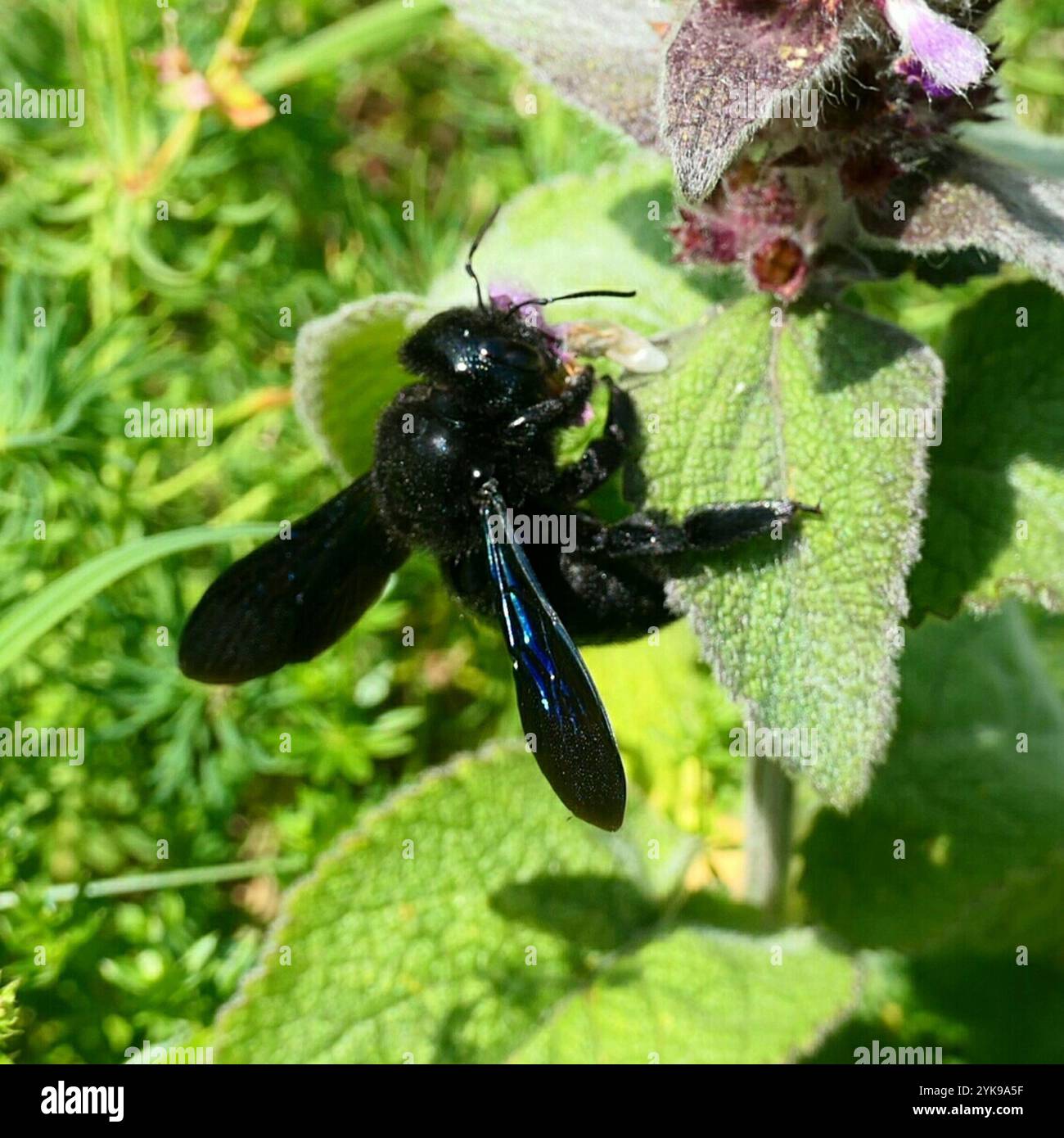 Large Carpenter Bees (Xylocopa Stock Photo - Alamy