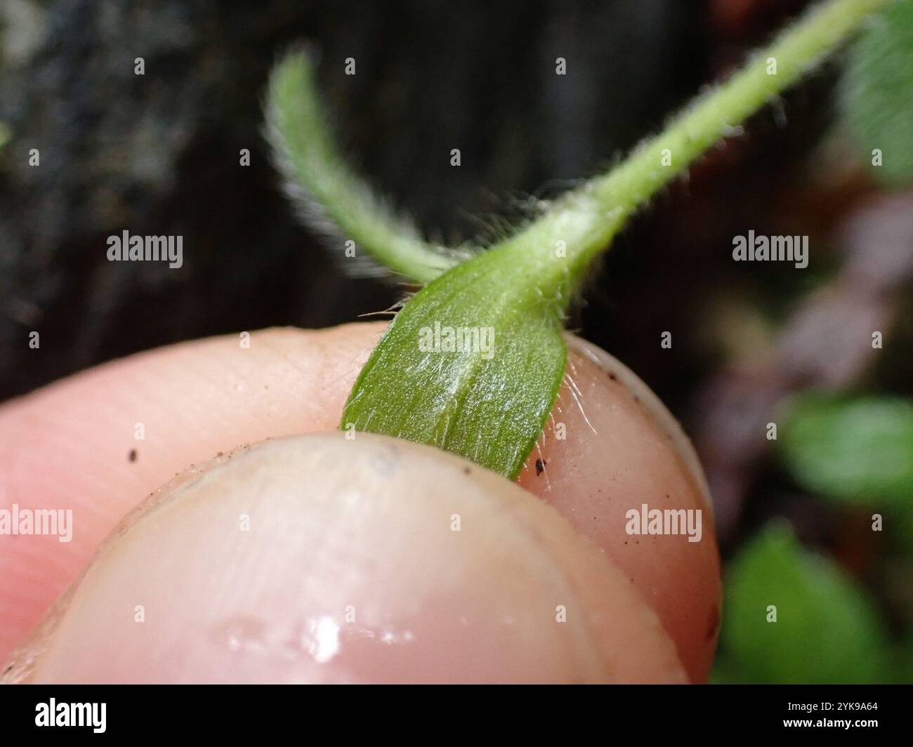 Common mouse-ear chickweed (Cerastium fontanum Stock Photo - Alamy