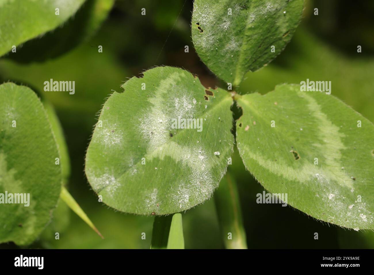 legume powdery mildew group (Erysiphe pisi Stock Photo - Alamy